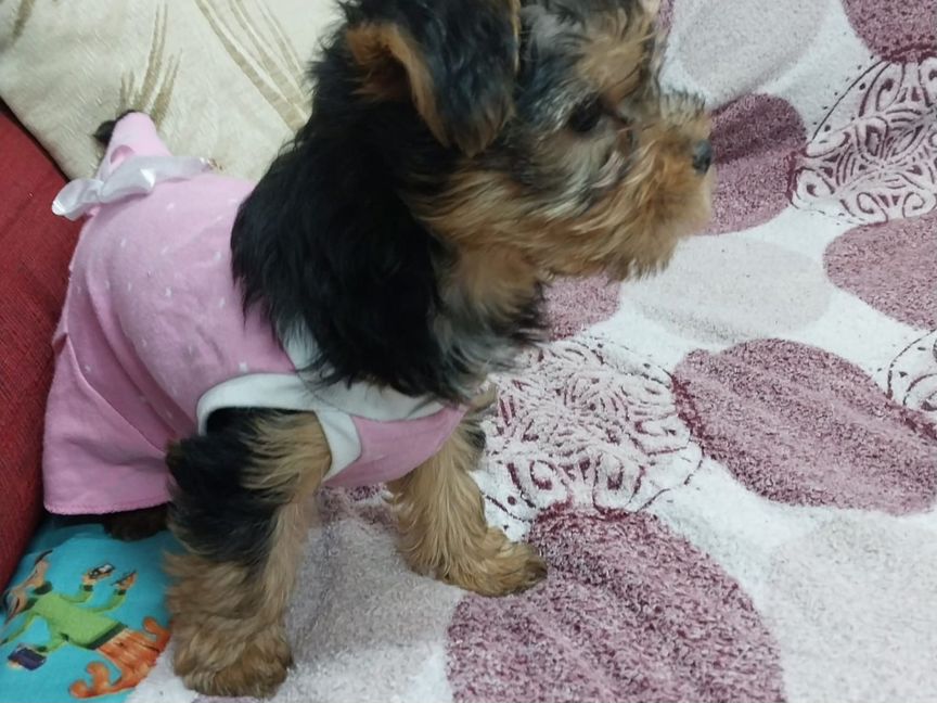 Йоркширский терьер щенки девочки