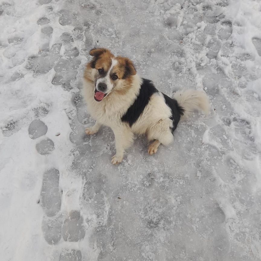 Собака в добрые руки