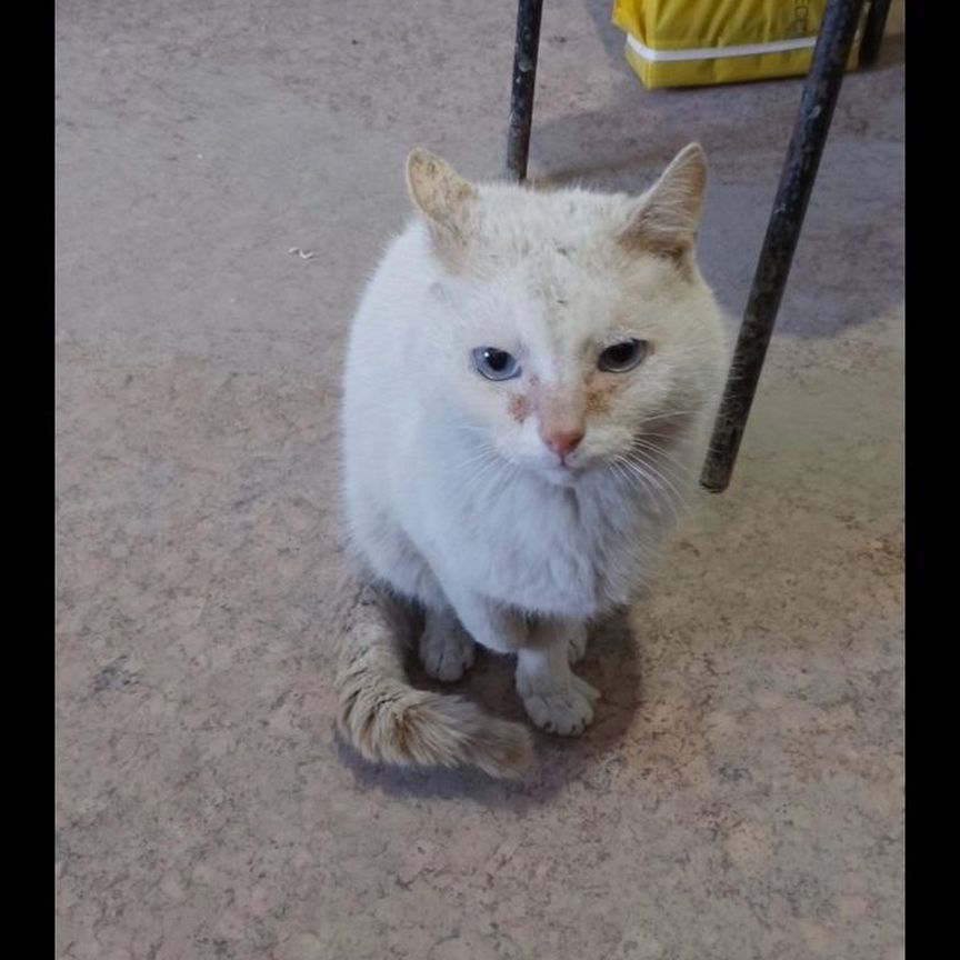 Несчастный котик ждет участия