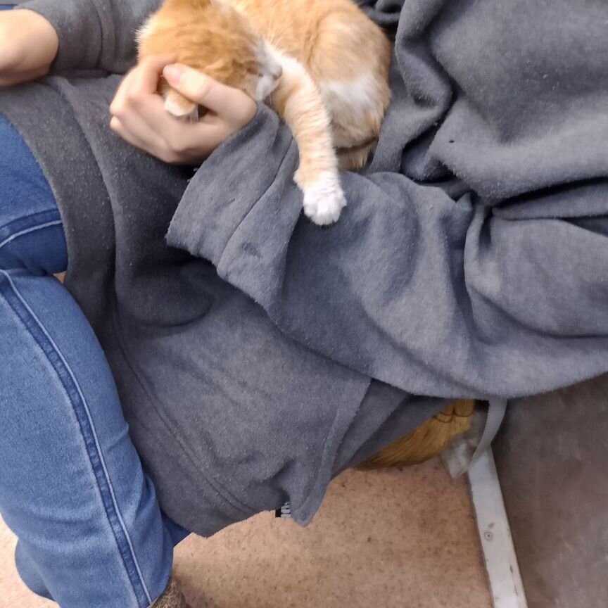 Кот удачи ищет дом