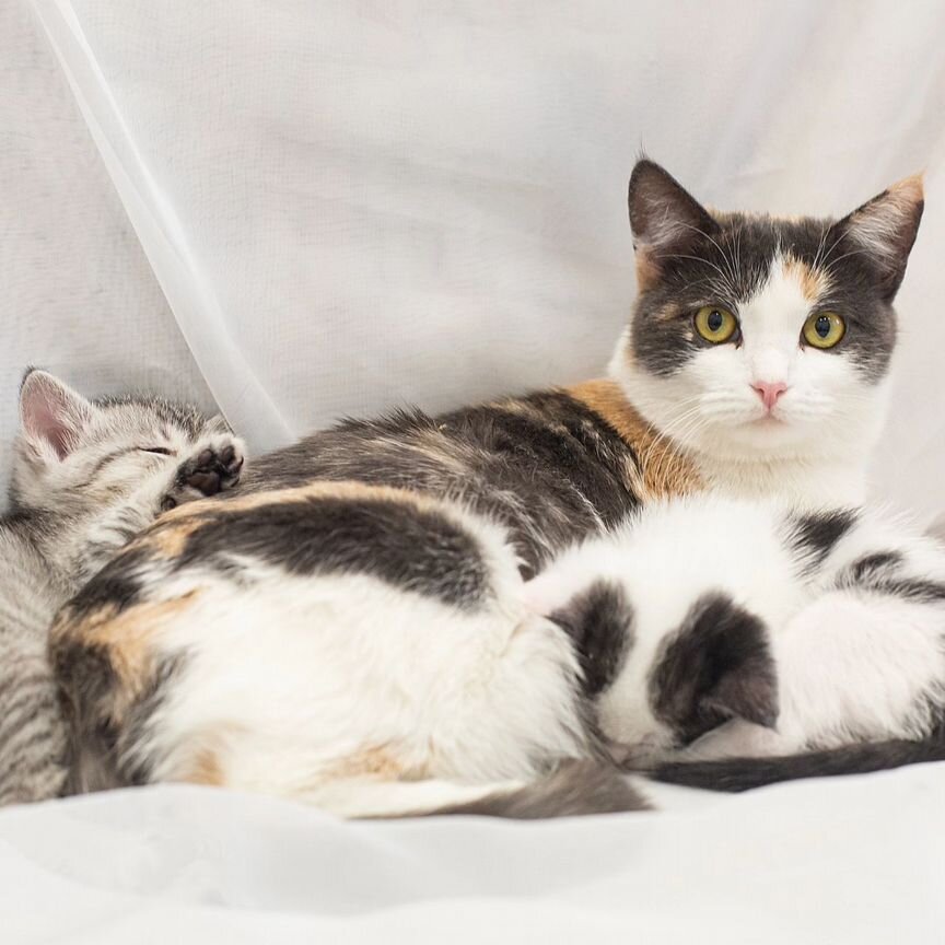 Кошка и котята (из приюта)