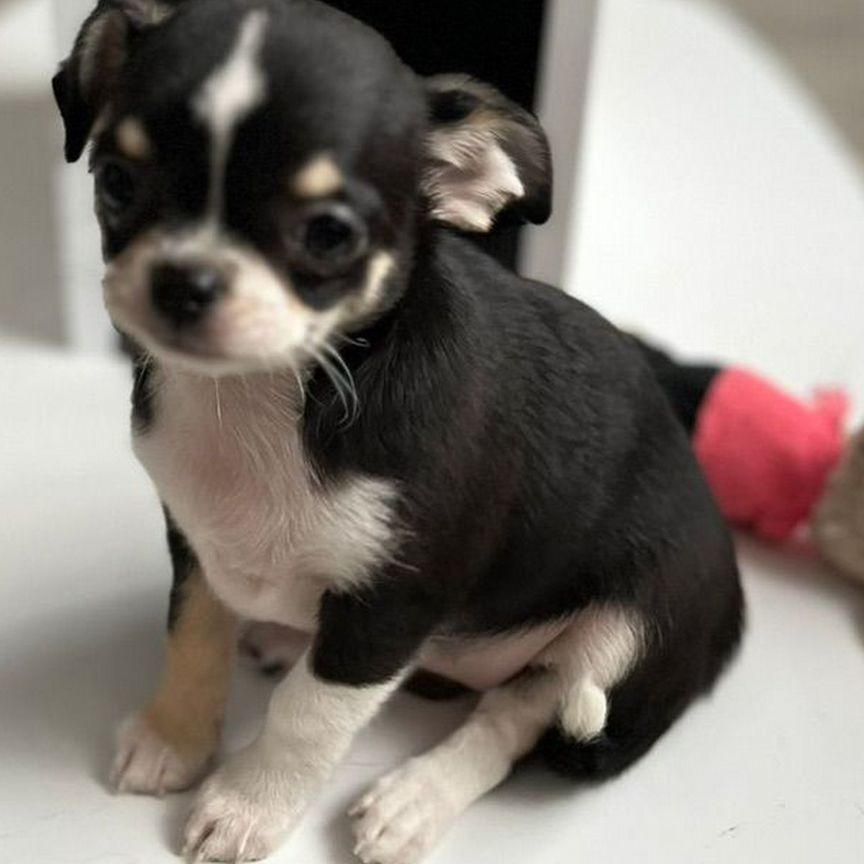 Шикарная девочка чихуахуа