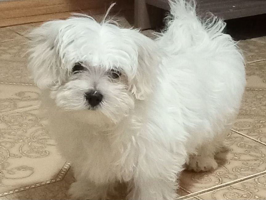 Щеночек мальтезе