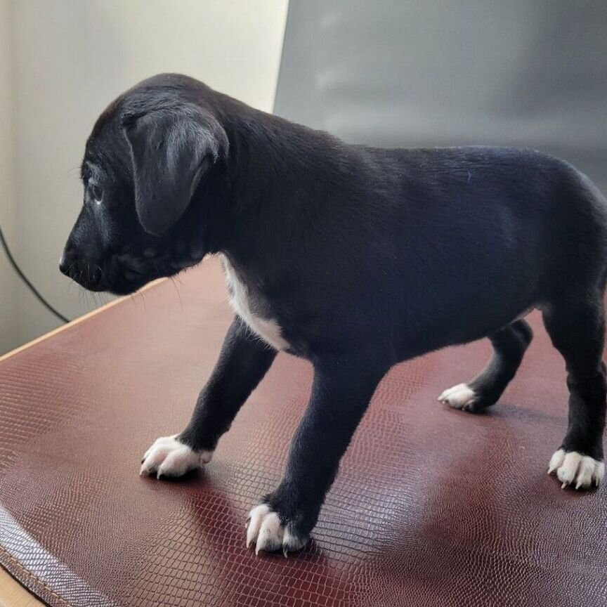 Щенок в добрые руки