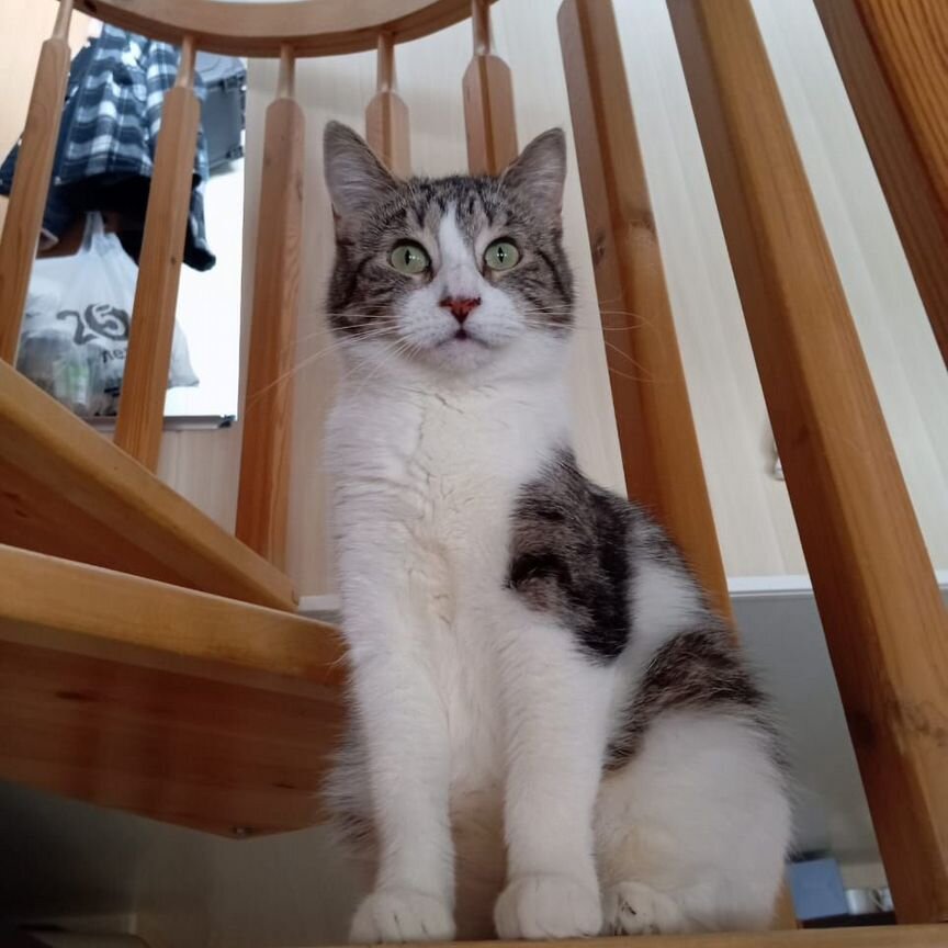 Кошка Хори около 2 х лет
