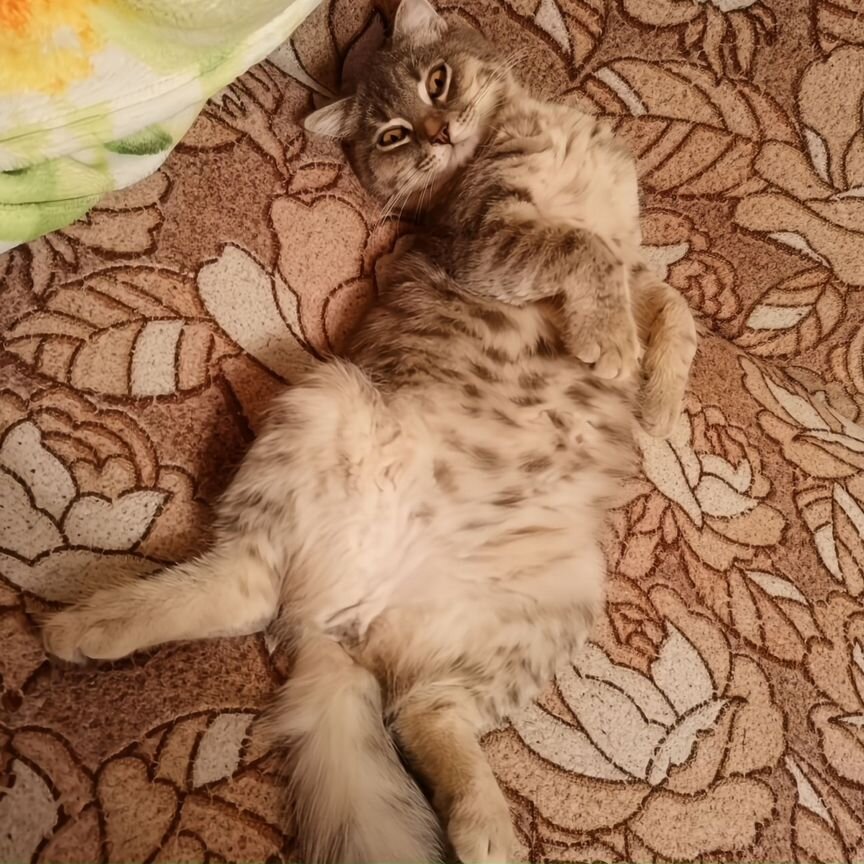 Шотландская вислоухая короткошёрстная кошка, взрослая