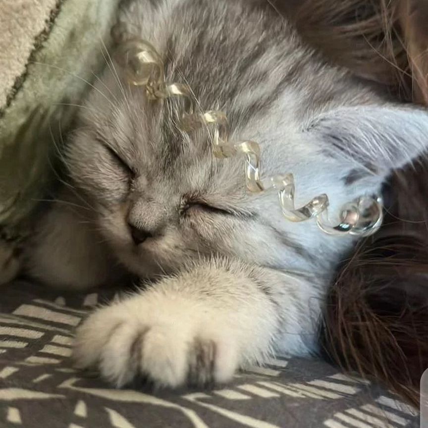 Шотландские девочки