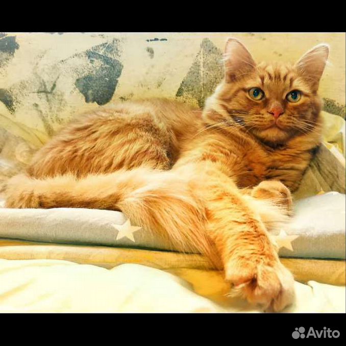 Кот рыжий пушистый