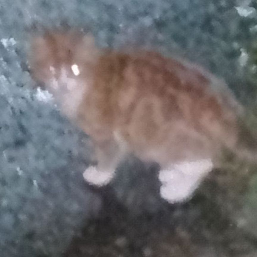 Бездомные котята