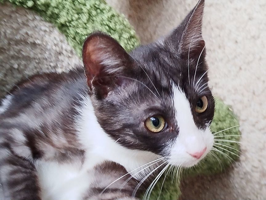 Песцовый котенок