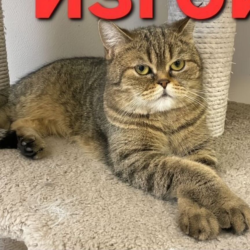 Взрослая, Девочка кошка в добрые руки