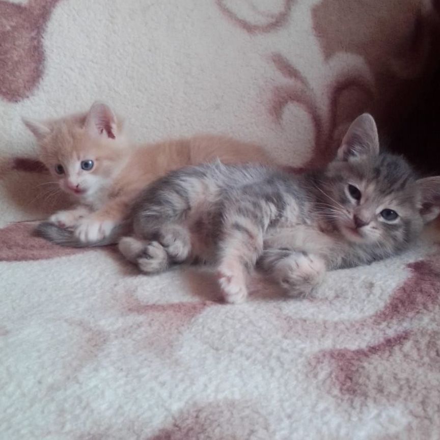 Подарю котенка