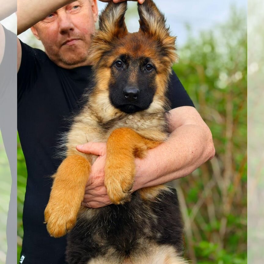 Немецкая овчарка, щенок