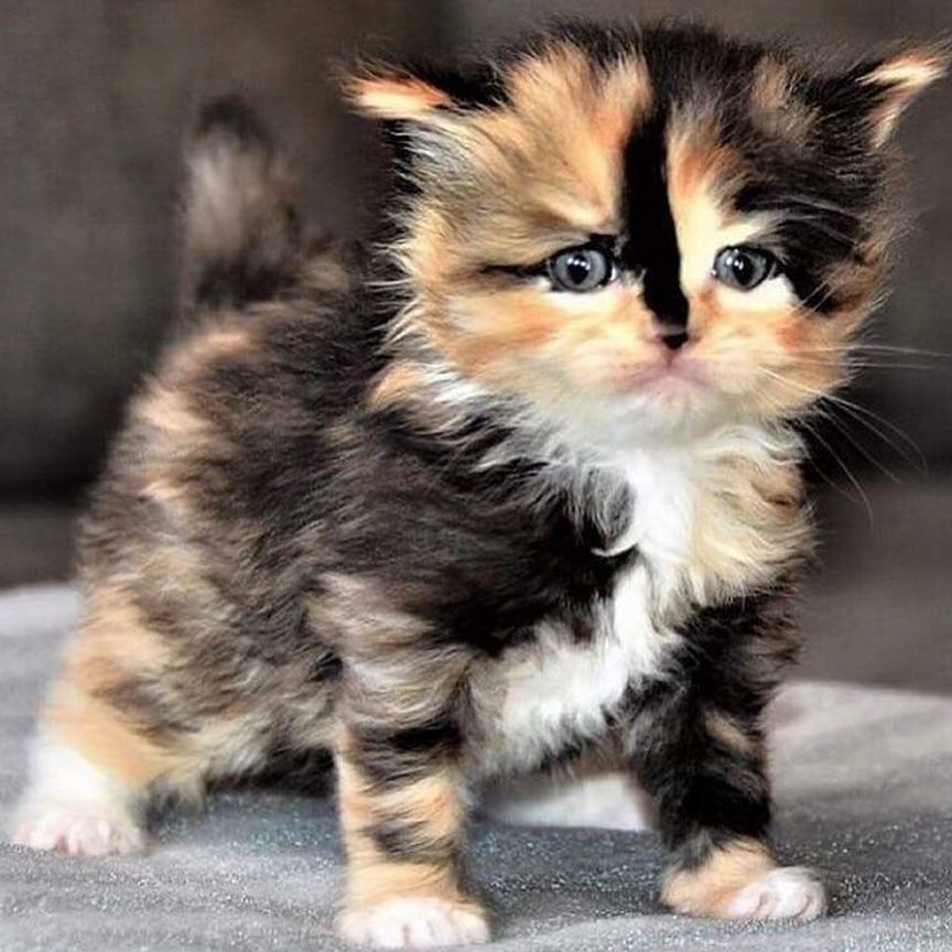 Сибирский котёнок