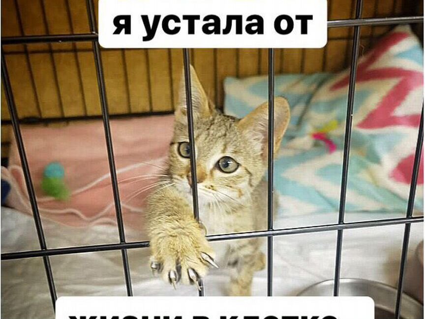 Малышке так одиноко. Она устала от жизни в клетке
