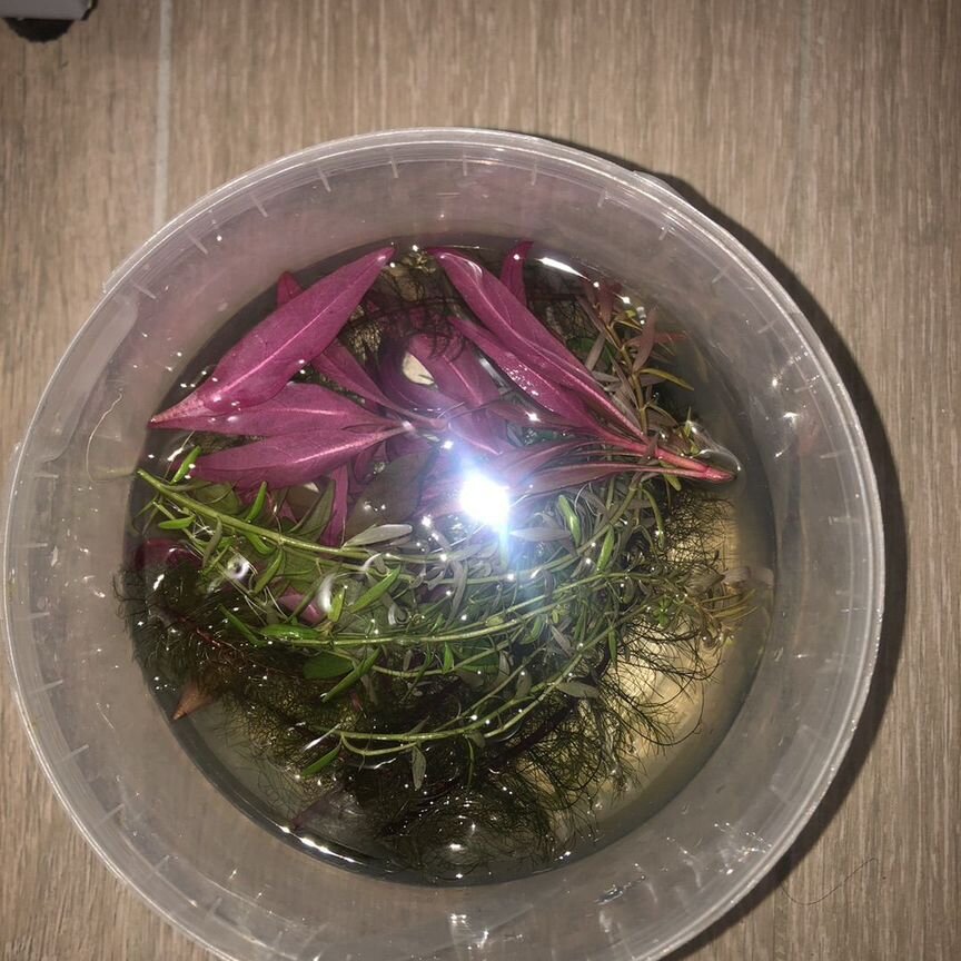 Аквариумное растение прополка