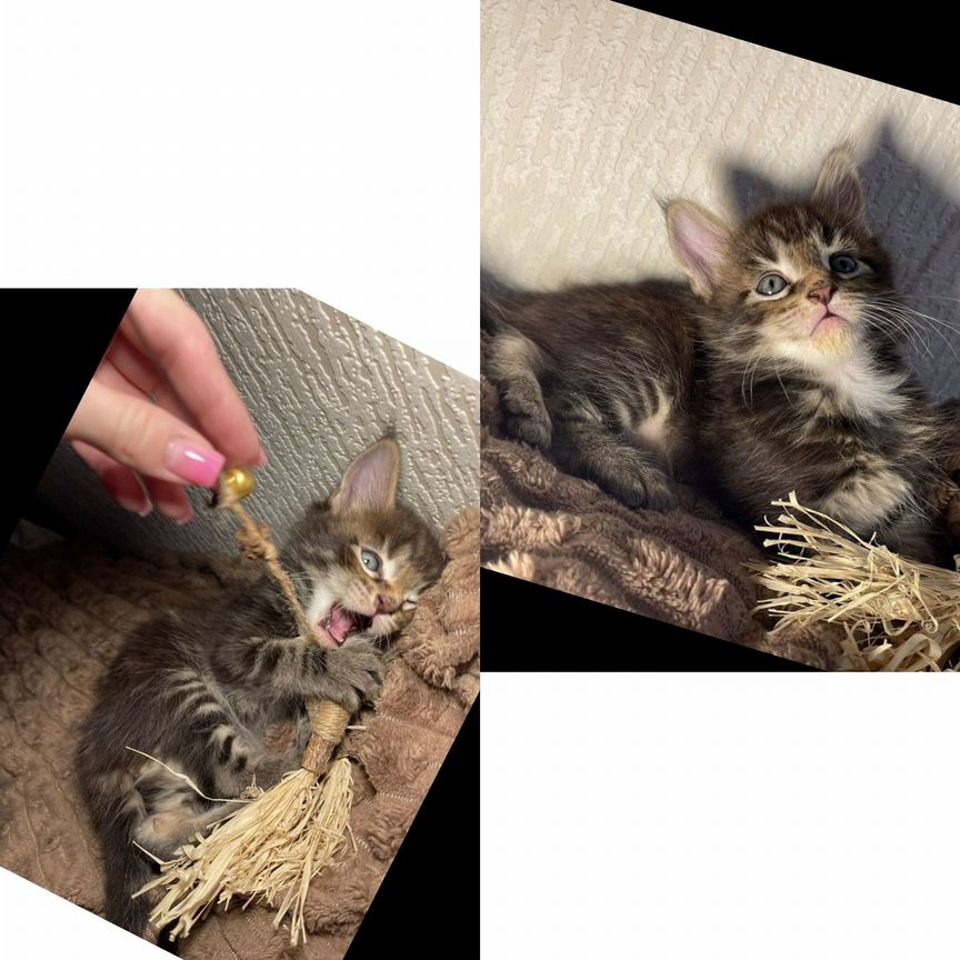 Котята мейн-кун/мраморные