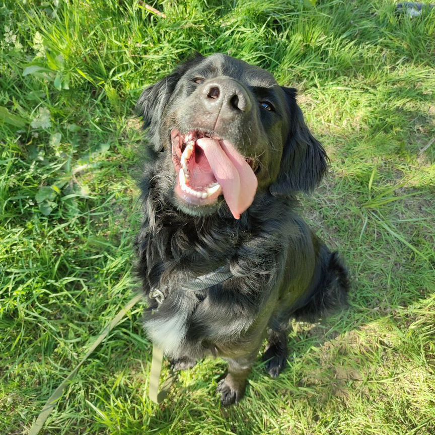 Черныш Чип ищет дом