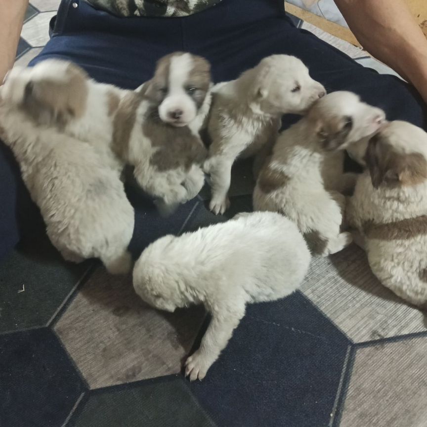 Продам щенков Алобаев