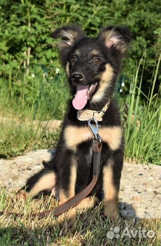 Красивый щенок,мальчик 3 мес