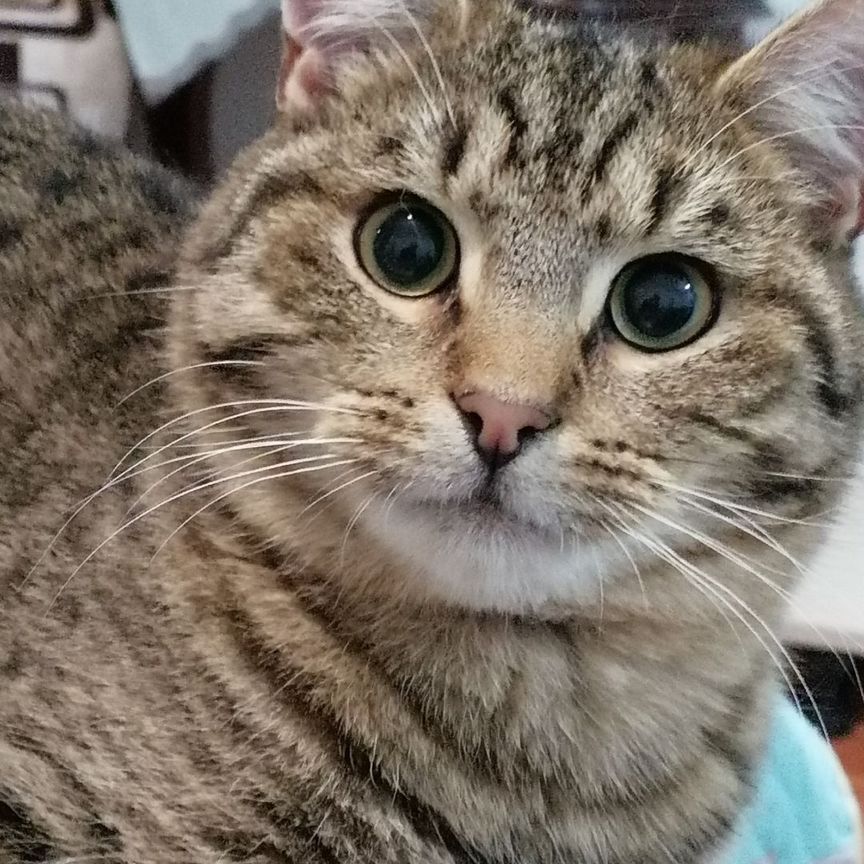 Отдам котиков