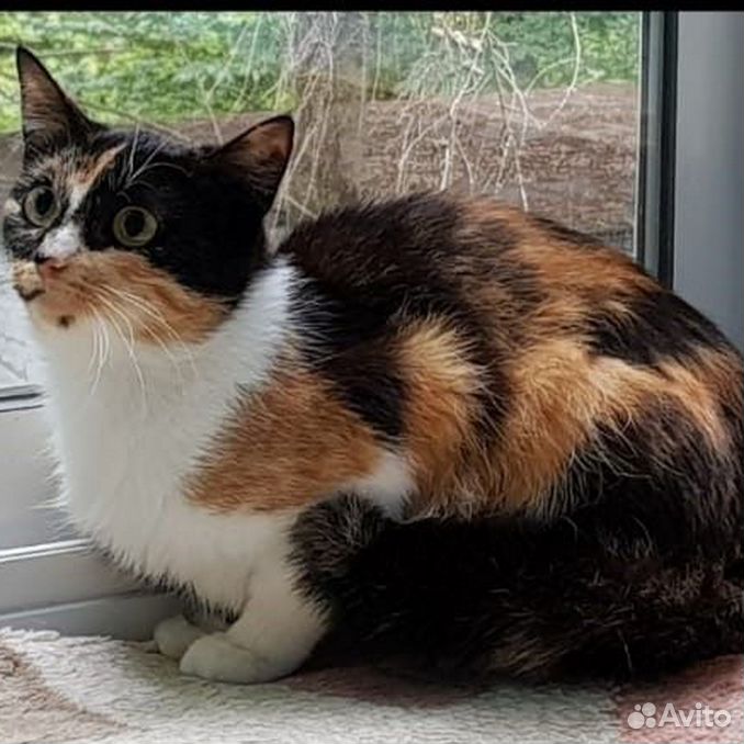 Трехцветная кошечка Злата