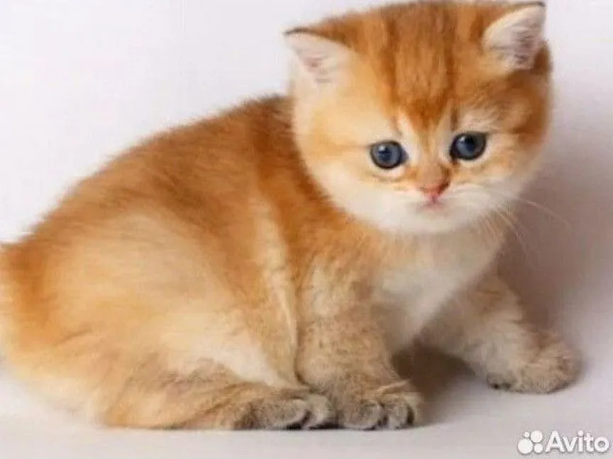 Шотландские плюшевые котодетки