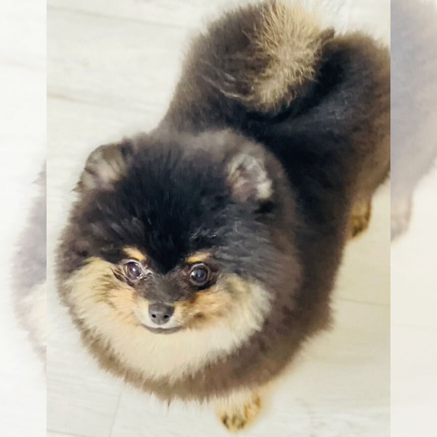 Шпиц девочка