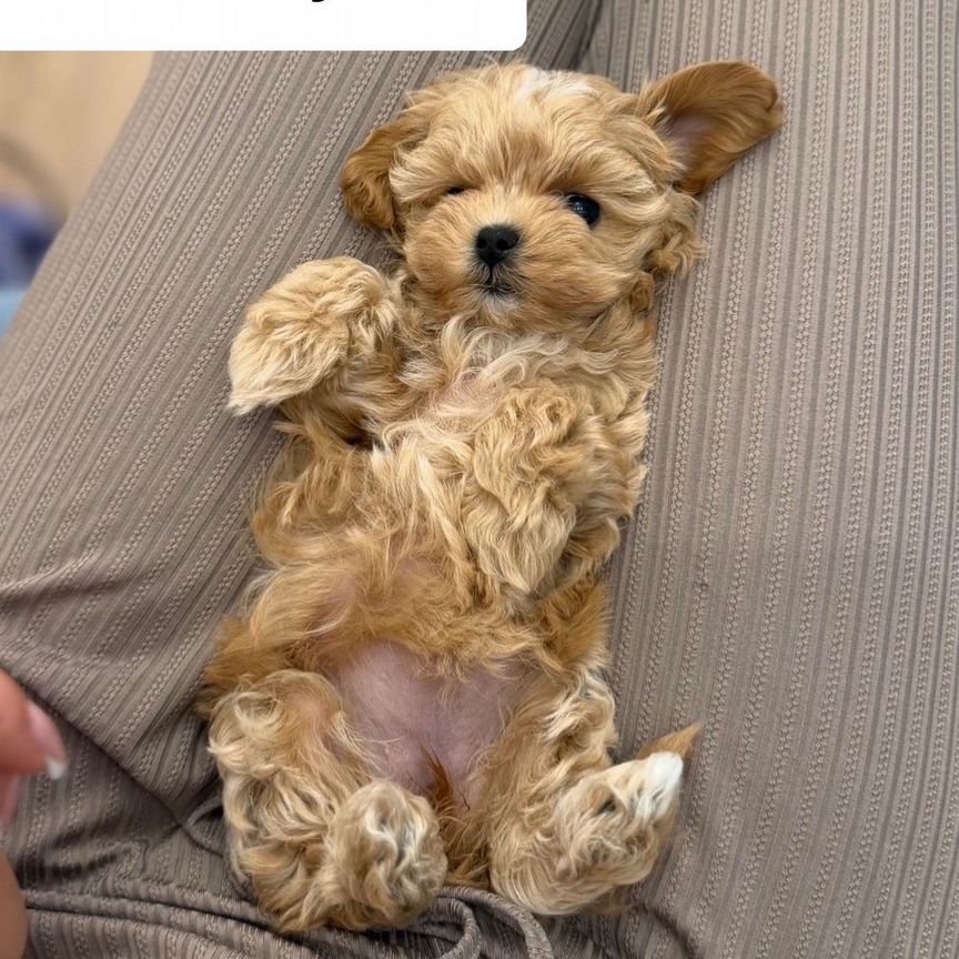 Мальтипу, щенок