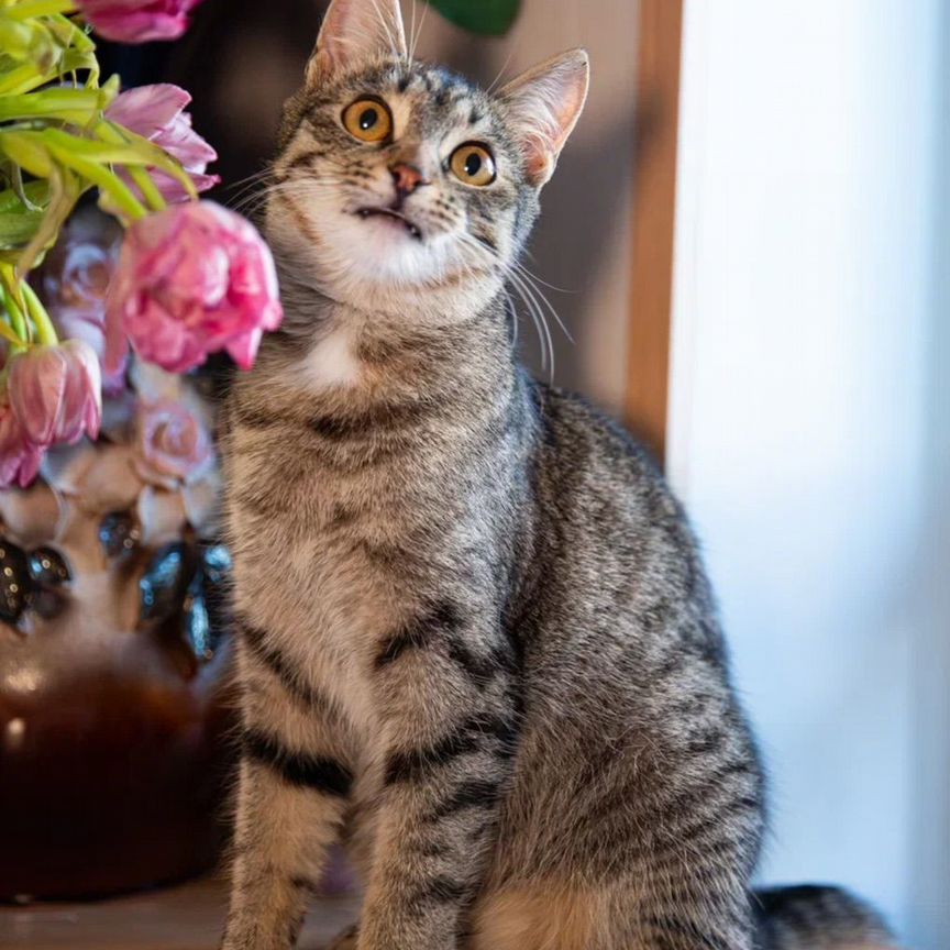 Подросток котик Кузя ищет хозяина