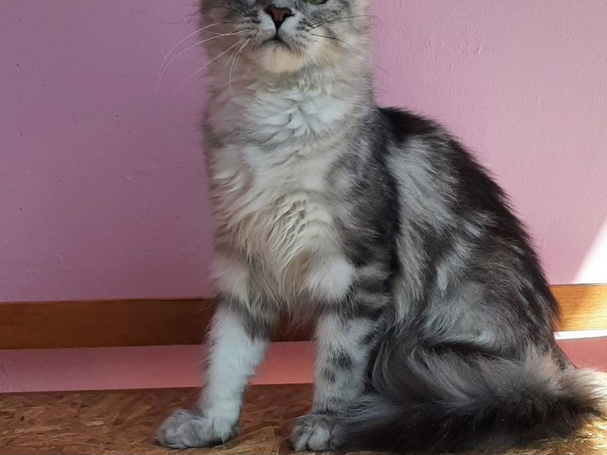 Кошечка серебро