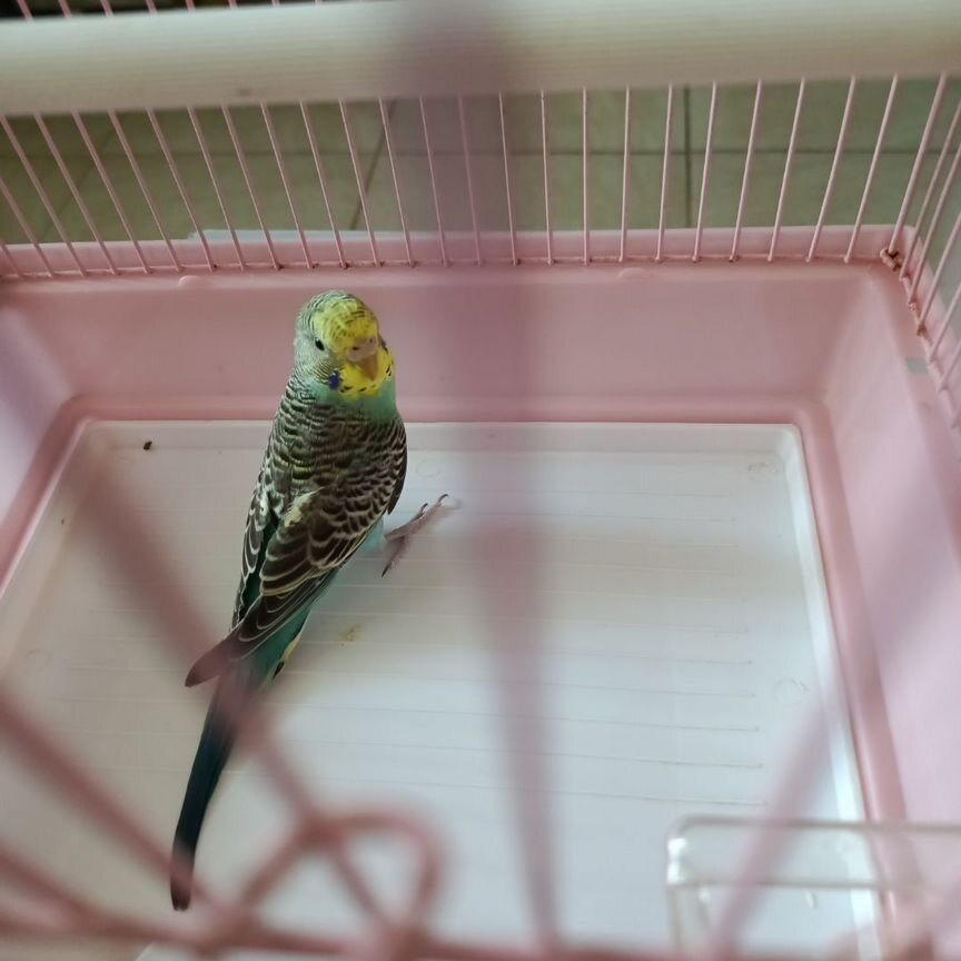 Волнистый попугай с клеткой