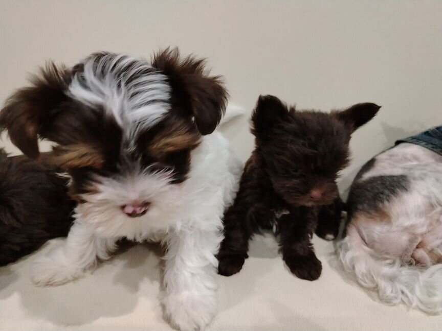 Щенки бивер йорка девочки