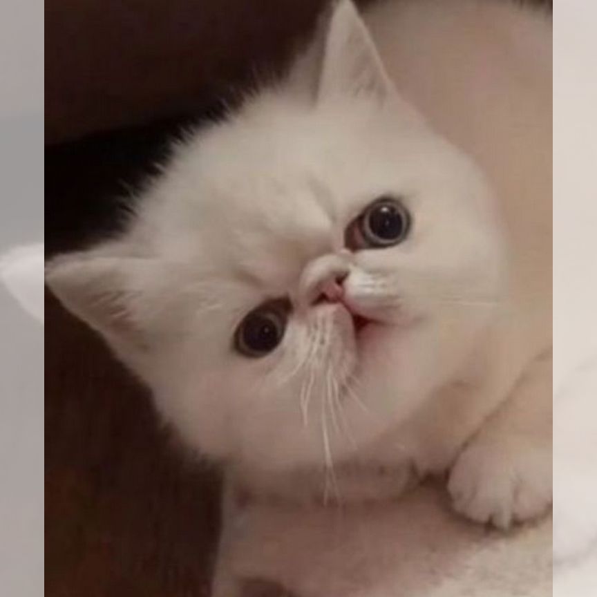 Экзотический короткошёрстный котёнок