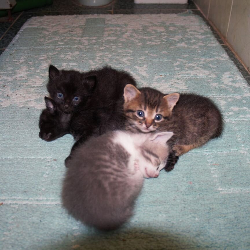 Котята в добрые руки