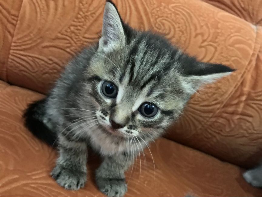 Шотландские котята прямоухие