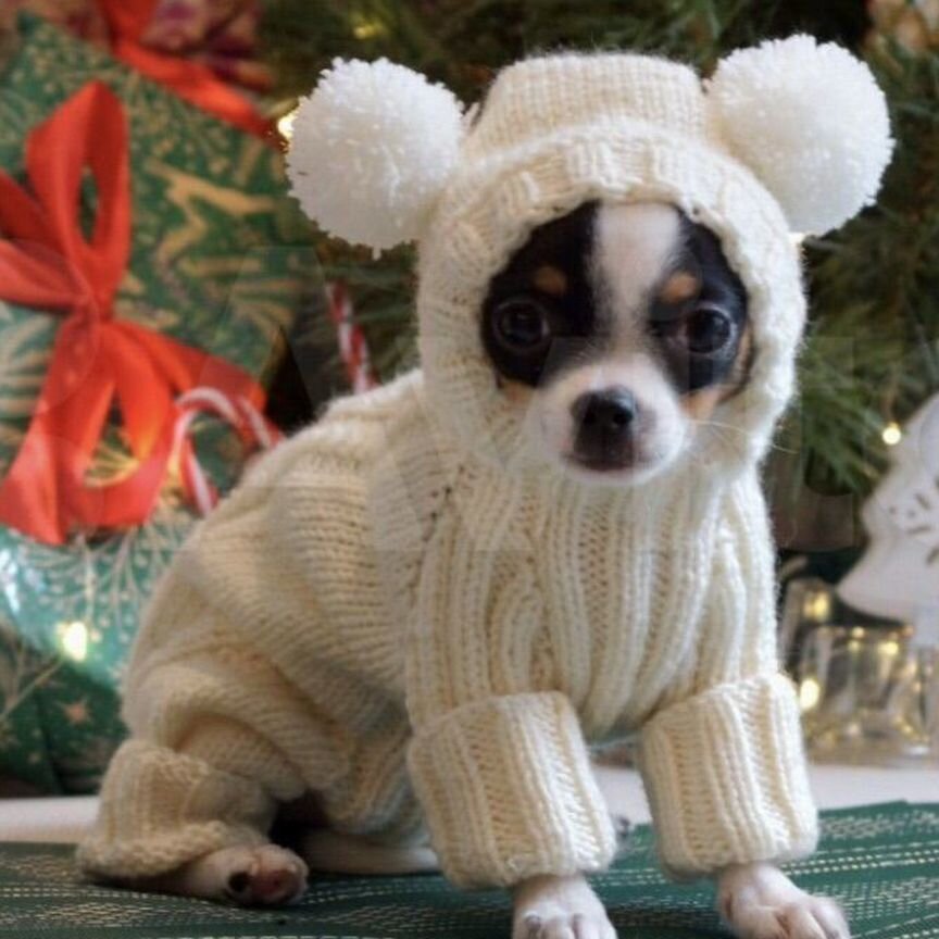 Одежда для животных