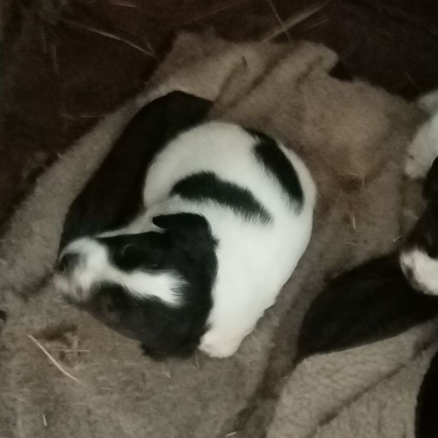 Щенки спаниеля