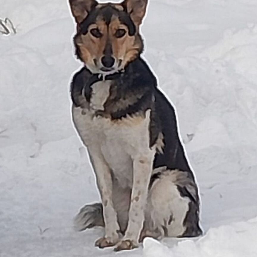 Собаку хотят застрелить