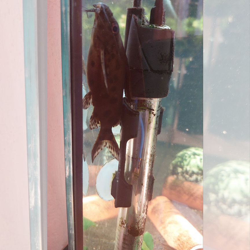 Сомики синодонтис(кукушка)