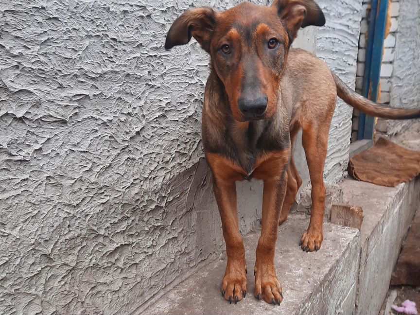 Щенок Чук в добрые руки