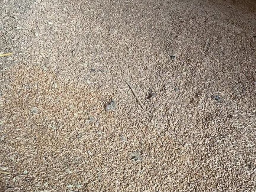 Рожь озимая, Рожь озимая на корм