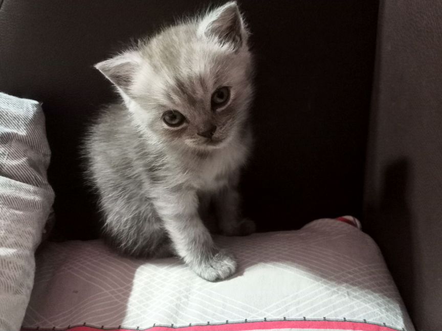 Шатланские котята