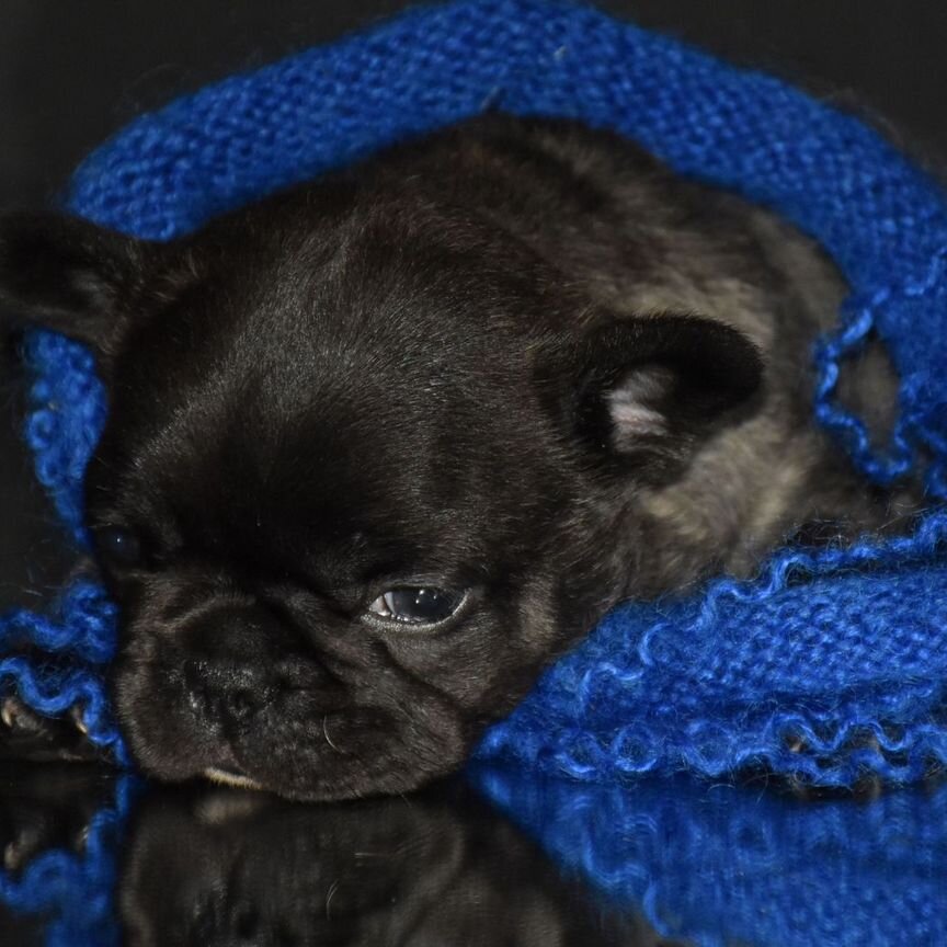 Французский бульдог, щенок