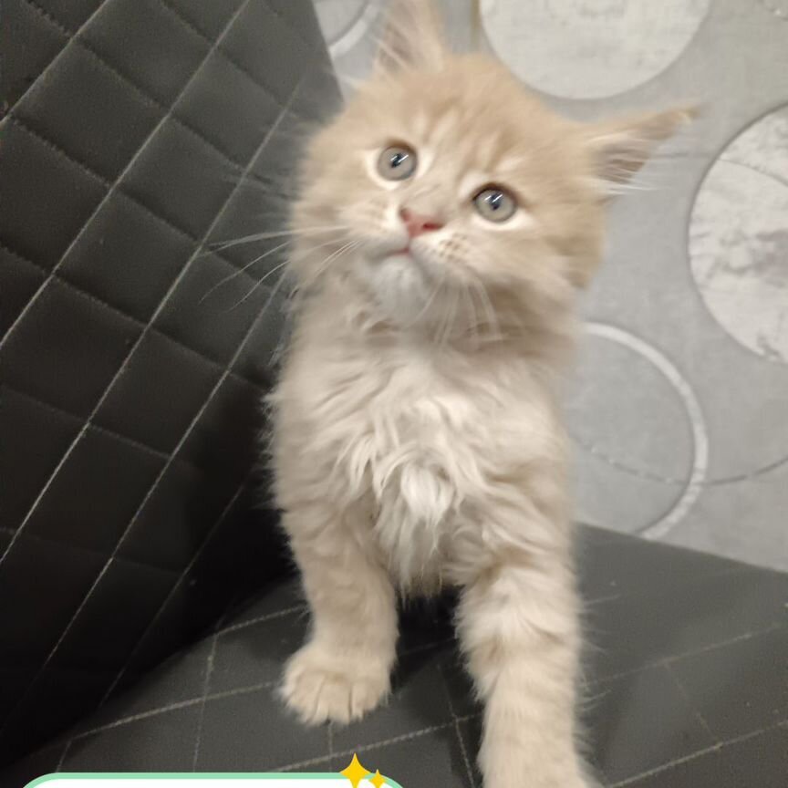 Котята мейн-кун