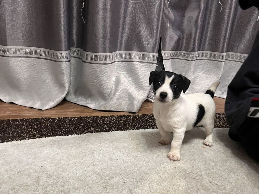 Джек Рассел терьер
