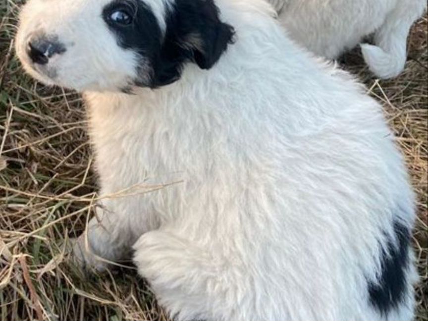 Классный щенок в добрые руки