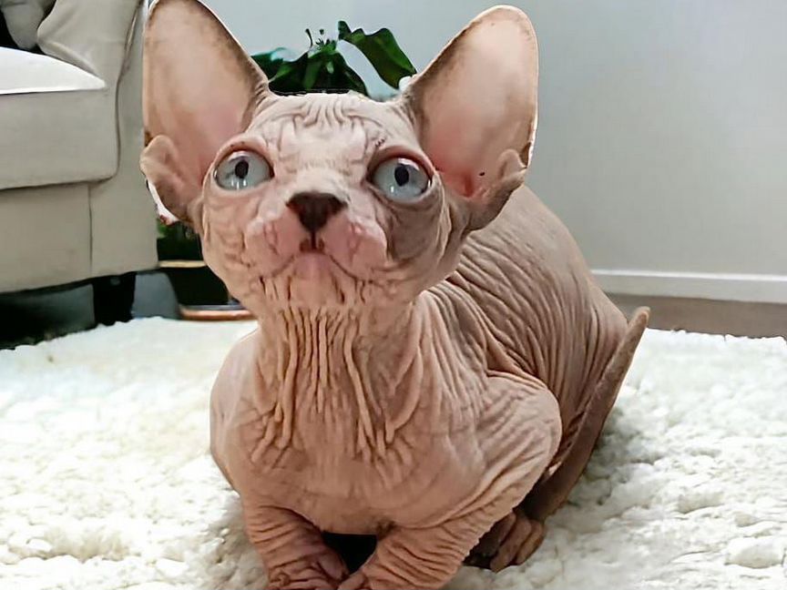 Очаровашки