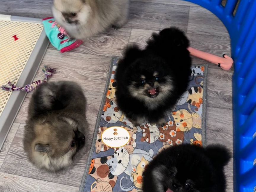 Померанский шпиц