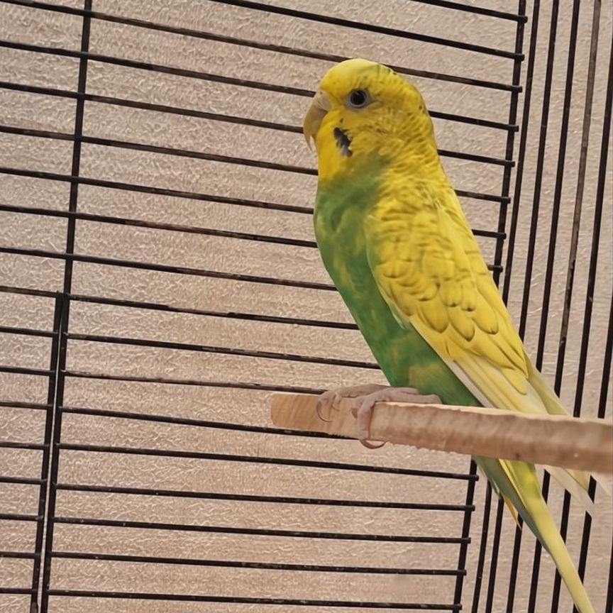 Волнистый попугай